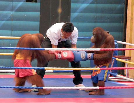 Orang Utan Boxing Show Two Contestants Editorial Stock Photo - Stock ...