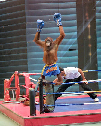 Orang Utan Boxing Show Editorial Stock Photo - Stock Image | Shutterstock