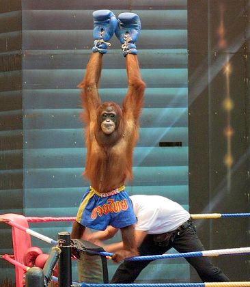 Orang Utan Boxing Show Editorial Stock Photo - Stock Image | Shutterstock