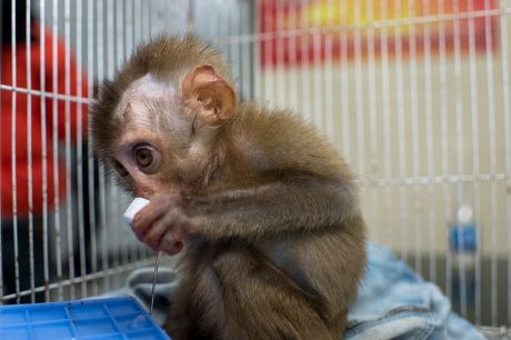 One Rescued Monkeys Editorial Stock Photo - Stock Image | Shutterstock