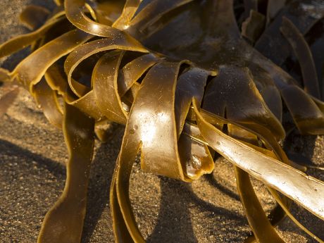 Seaweed On Beach Editorial Stock Photo - Stock Image | Shutterstock