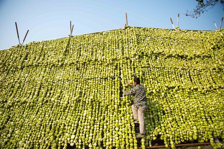 Farmer Hangs Raw Mustard Roots Used Editorial Stock Photo - Stock Image ...
