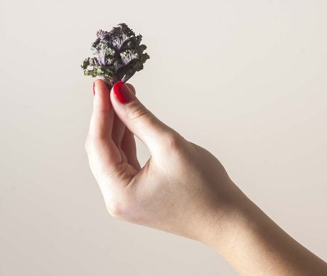 Kalette Sprout Editorial Stock Photo - Stock Image | Shutterstock