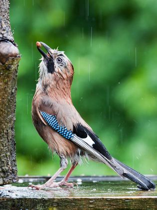 Blue Jay Feeding Rain Wales Editorial Stock Photo - Stock Image ...