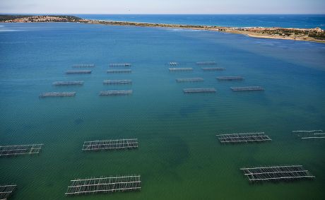55 Mussel farming Stock Pictures, Editorial Images and Stock Photos ...