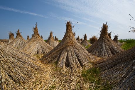 25 Grass drying plant Stock Pictures, Editorial Images and Stock Photos ...