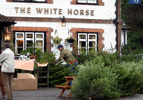 __COUNT__ CHRIS EVANS SELLING CHRISTMAS TREES FROM HIS PRIVATE ESTATE ...