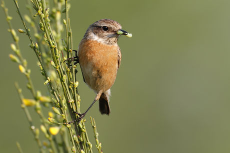 91 African stonechat Stock Pictures, Editorial Images and Stock Photos ...
