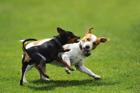Two Dogs Scuffling Each Other Austria Editorial Stock Photo - Stock ...
