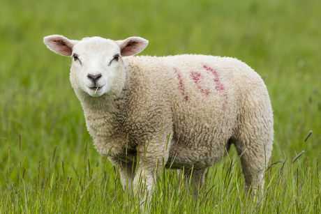 250 Painted sheep Stock Pictures, Editorial Images and Stock Photos ...