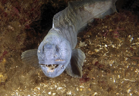12 Wolffish Stock Pictures, Editorial Images and Stock Photos ...