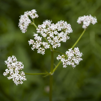 Valerian Valeriana Officinalis Flowers Editorial Stock Photo - Stock ...