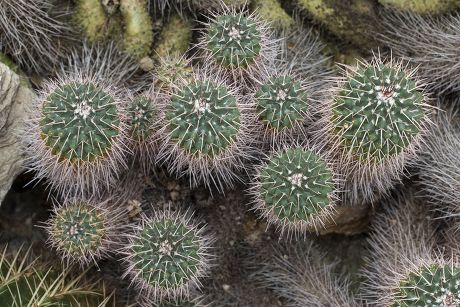 Cacti Mammillaria Compressa Native Mexico Editorial Stock Photo - Stock ...
