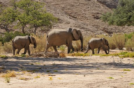 Group Rare Namibian Desert Elephants Loxodonta Editorial Stock Photo ...