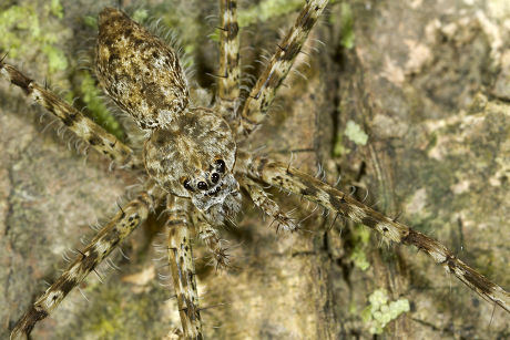 20 Lynx spider Stock Pictures, Editorial Images and Stock Photos ...