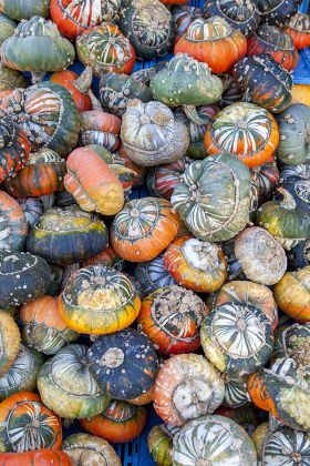 73 Cucurbita maxima Stock Pictures, Editorial Images and Stock Photos ...