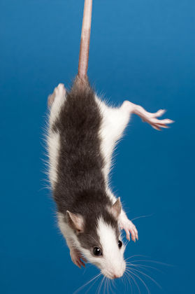 Rat Rattus Held By Tail Editorial Stock Photo - Stock Image | Shutterstock