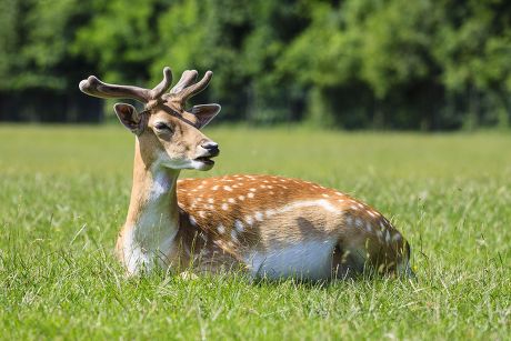 Young Fallow Deer Dama Dama Lainz Editorial Stock Photo - Stock Image ...