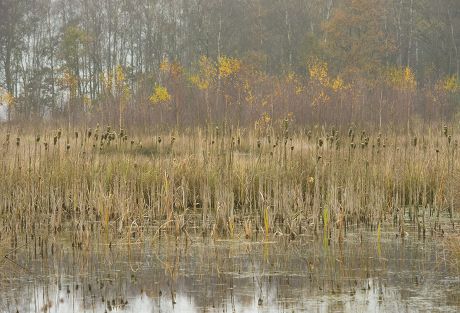 Moor Autumn Landscape Broadleaf Cattail Typha Editorial Stock Photo ...