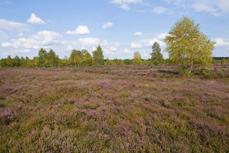54 Lüneburg heide Stock Pictures, Editorial Images and Stock Photos ...