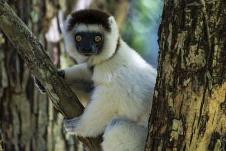 250 Strepsirrhini Stock Pictures, Editorial Images and Stock Photos ...