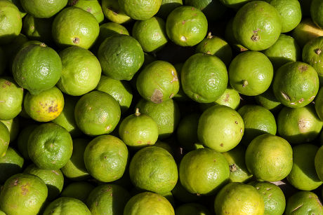 Key Limes Citrus Aurantiifolia Editorial Stock Photo - Stock Image ...