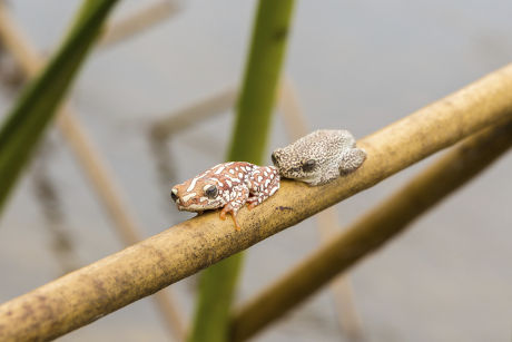 Two Marbled Reed Frogs Hyperolius Marmoratus Editorial Stock Photo ...