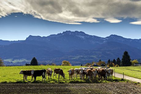 250 Eastern taurus Stock Pictures, Editorial Images and Stock Photos ...