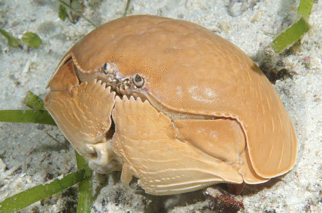 Smooth Box Crab Calappa Calappa Mindanaosee Editorial Stock Photo ...