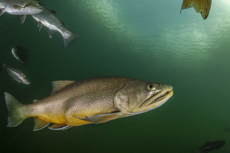 250 Salmonidae Stock Pictures, Editorial Images and Stock Photos ...