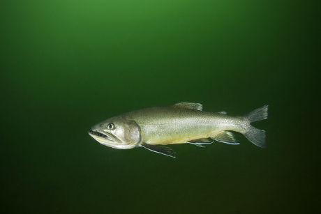 250 Salmonidae Stock Pictures, Editorial Images and Stock Photos ...