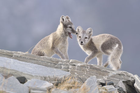 Young Arctic Foxes Vulpes Lagopus Syn Editorial Stock Photo - Stock ...
