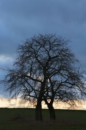 250 Leafless trees Stock Pictures, Editorial Images and Stock Photos ...