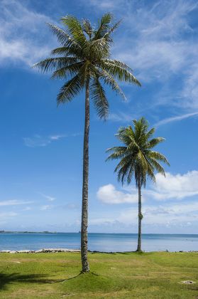 Palm Trees Beach Pohnpei Micronesia Editorial Stock Photo - Stock Image ...