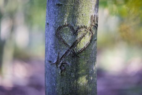Heart Carved Into Tree Declaration Love Editorial Stock Photo - Stock ...