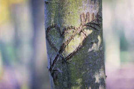 Heart Carved Into Tree Declaration Love Editorial Stock Photo - Stock ...