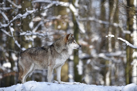 Male Leader Pack Alpha Wolf Northwestern Editorial Stock Photo - Stock ...