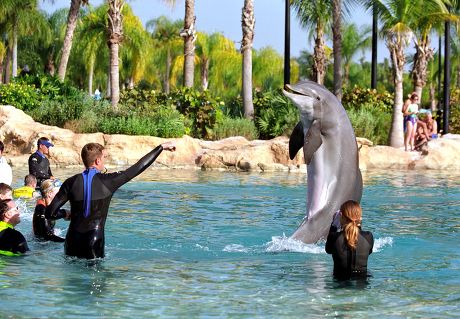 35 Dolphin tricks Stock Pictures, Editorial Images and Stock Photos ...
