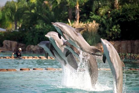 35 Dolphin tricks Stock Pictures, Editorial Images and Stock Photos ...
