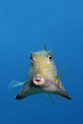 Humpback Turretfish Tetrosomus Gibbosus Great Barrier Editorial Stock ...