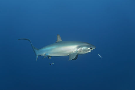 28 Thresher shark Stock Pictures, Editorial Images and Stock Photos ...