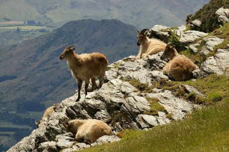 Himalayan Thar Originated Himalayas Were Released Editorial Stock Photo ...