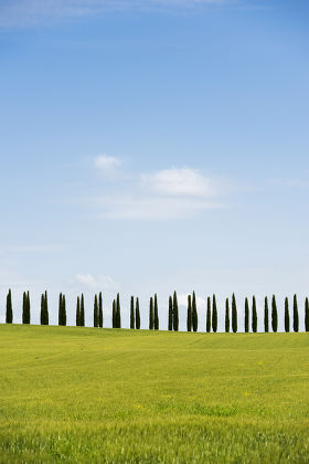 Line Cypress Trees Near San Quirico Editorial Stock Photo - Stock Image ...