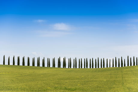 Line Cypress Trees Near San Quirico Editorial Stock Photo - Stock Image ...