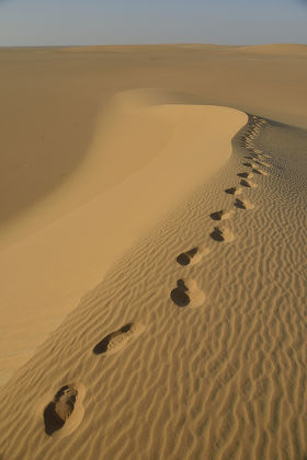 Footprints On Dune Nubian Desert Dongola Editorial Stock Photo - Stock ...