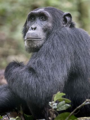 Eastern Chimpanzee Pan Troglodytes Schweinfurthii Kibale Editorial ...