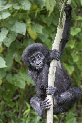 250 Monkey clings Stock Pictures, Editorial Images and Stock Photos ...