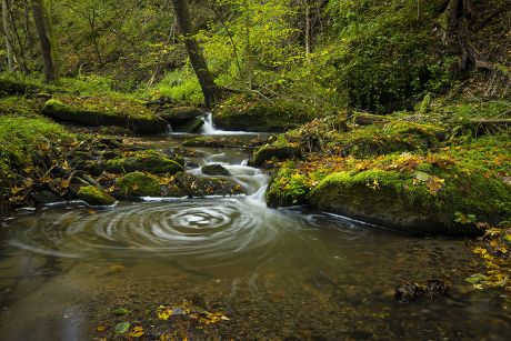 Kajabach Stream Autumn Thaya Valley National Editorial Stock Photo ...