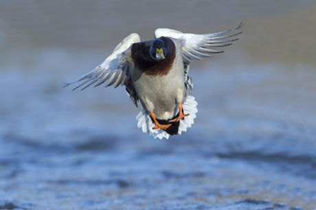39 Male mallard flies Stock Pictures, Editorial Images and Stock Photos ...