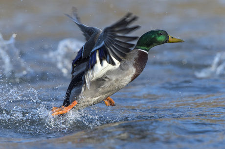 39 Male mallard flies Stock Pictures, Editorial Images and Stock Photos ...
